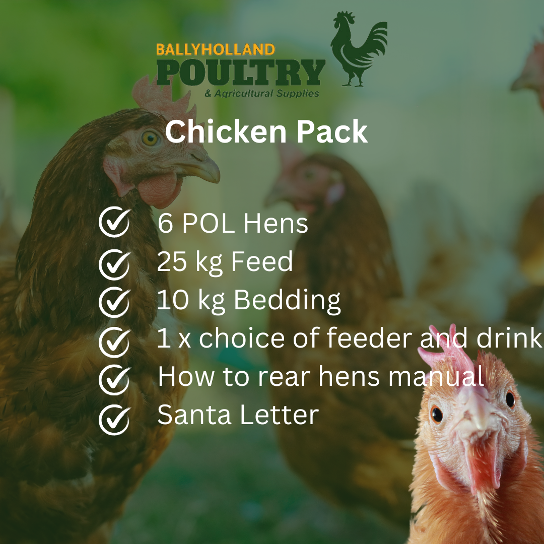 Premium Chicken Pack: 6 Hens, Feed & Bedding — Ballyholland Poultry