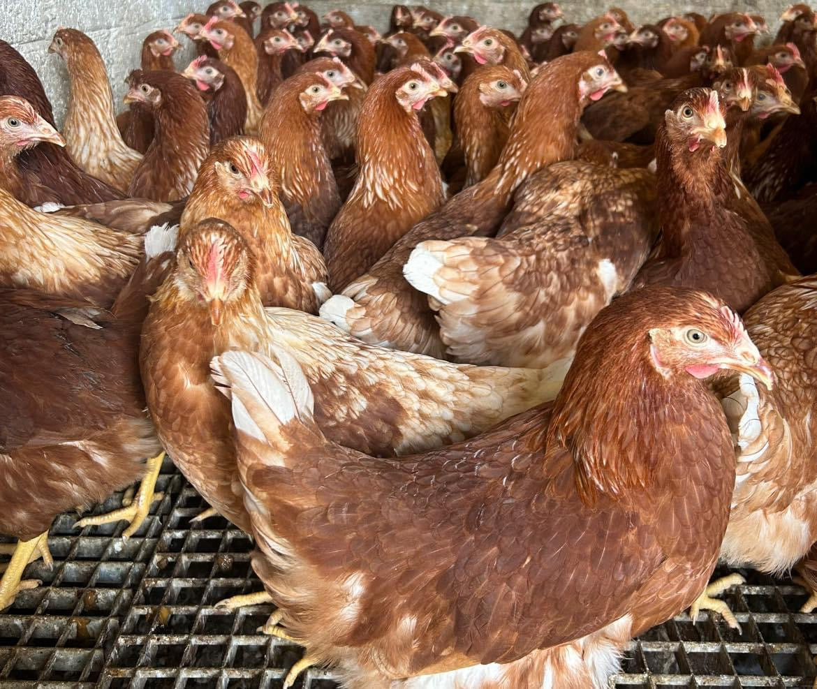 Isa Brown Off Heat Pullets - Healthy & Laying Hens — Ballyholland Poultry