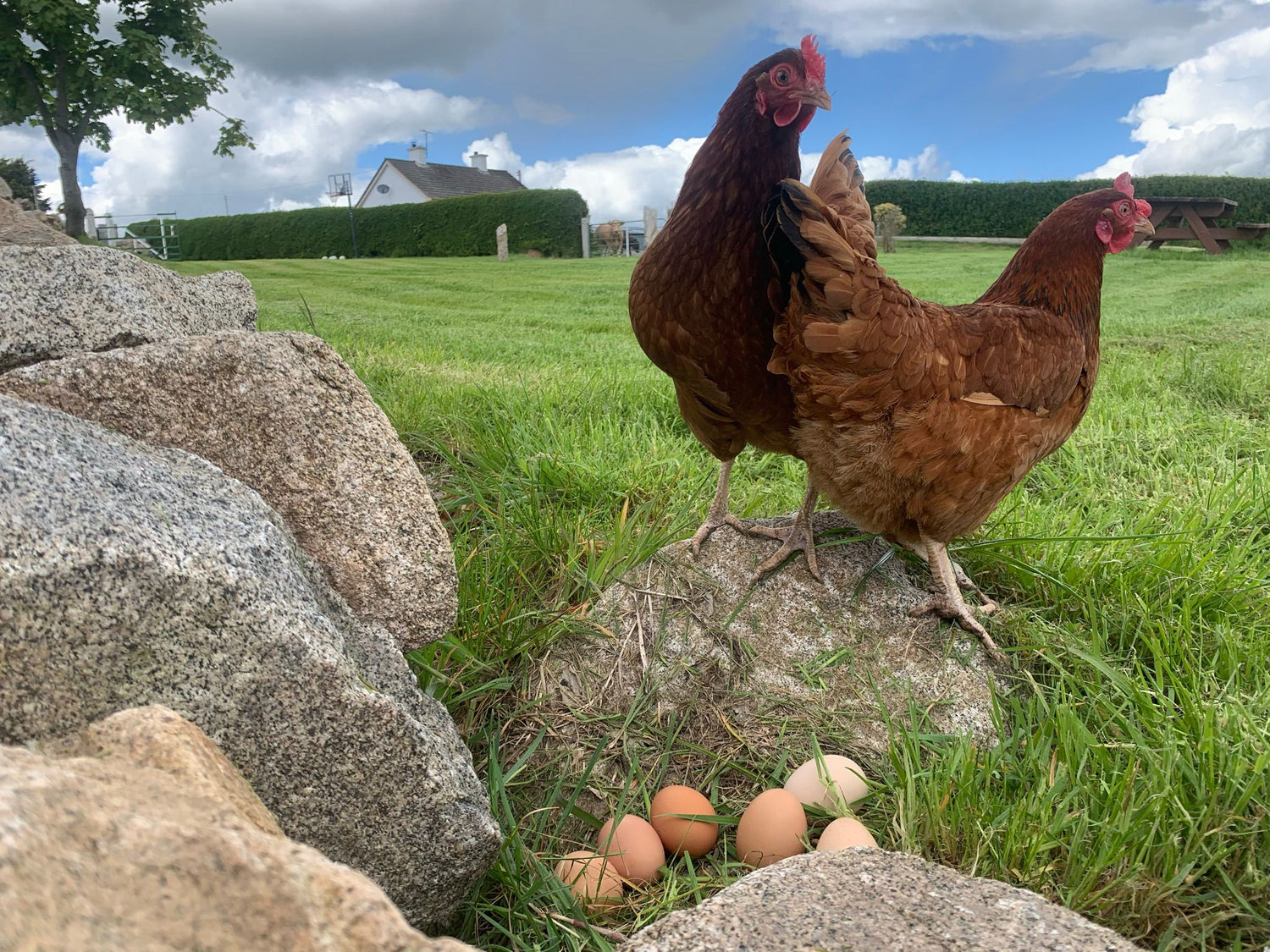 Ballyholland Poultry