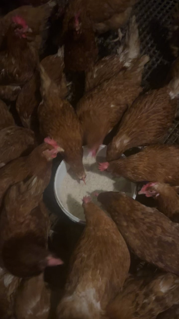 Poultry Products for Professionals and Hobby Farmers — Ballyholland Poultry